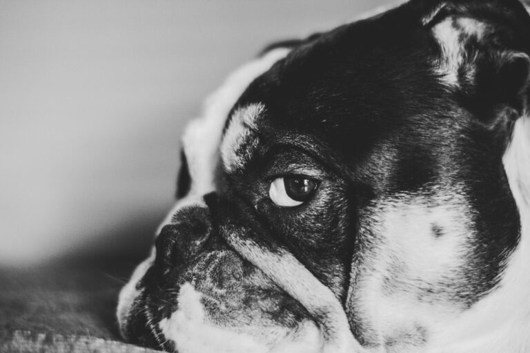 About – Dog Show Entry